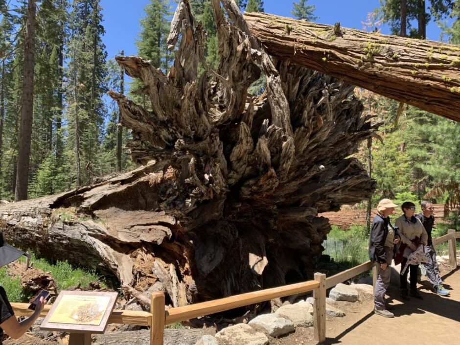 ヨセミテ国立公園の見どころ・絶景スポット10コ、子連れにおすすめなコースも厳選 | ふみおのアメリカ駐在ライフ